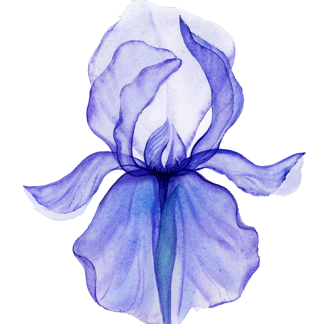 Olga Koelsch - Daler-Rowney